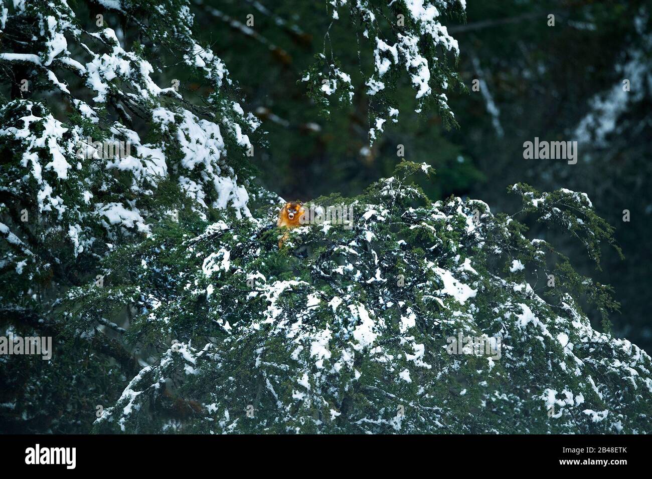 Golden snow snub nosed monkeys hi-res stock photography and images - Alamy