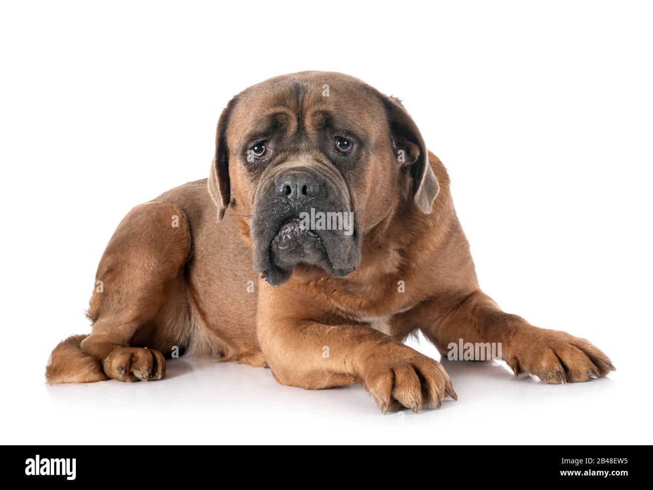female italian mastiff in front of white background Stock Photo - Alamy