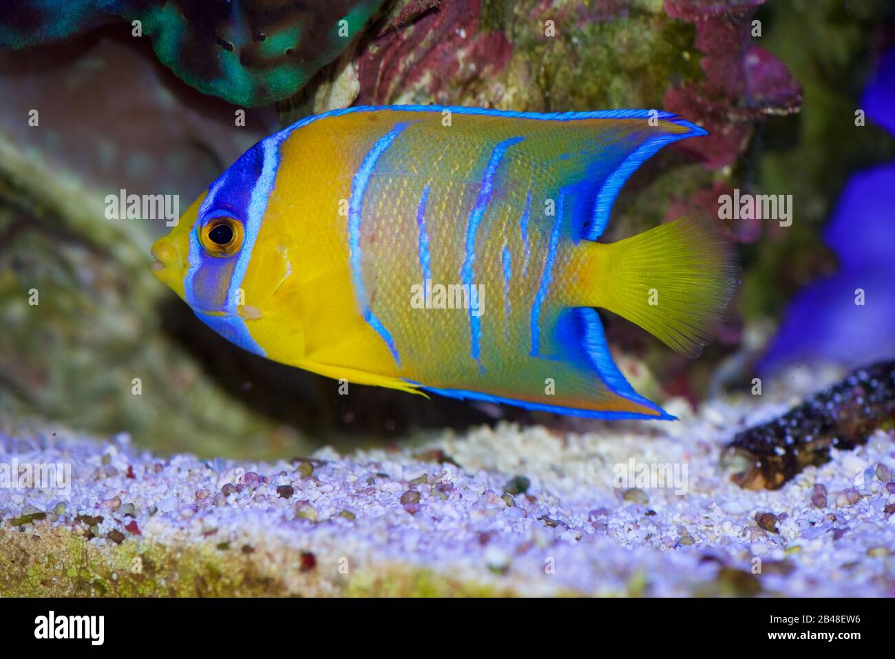 Queen Angelfish, Holacanthus ciliaris, from the Caribbean and Western ...