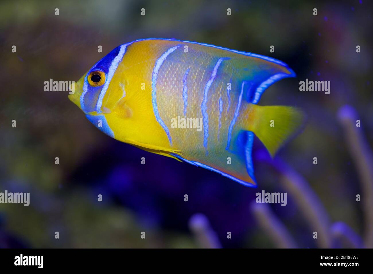 Baby Queen Angelfish