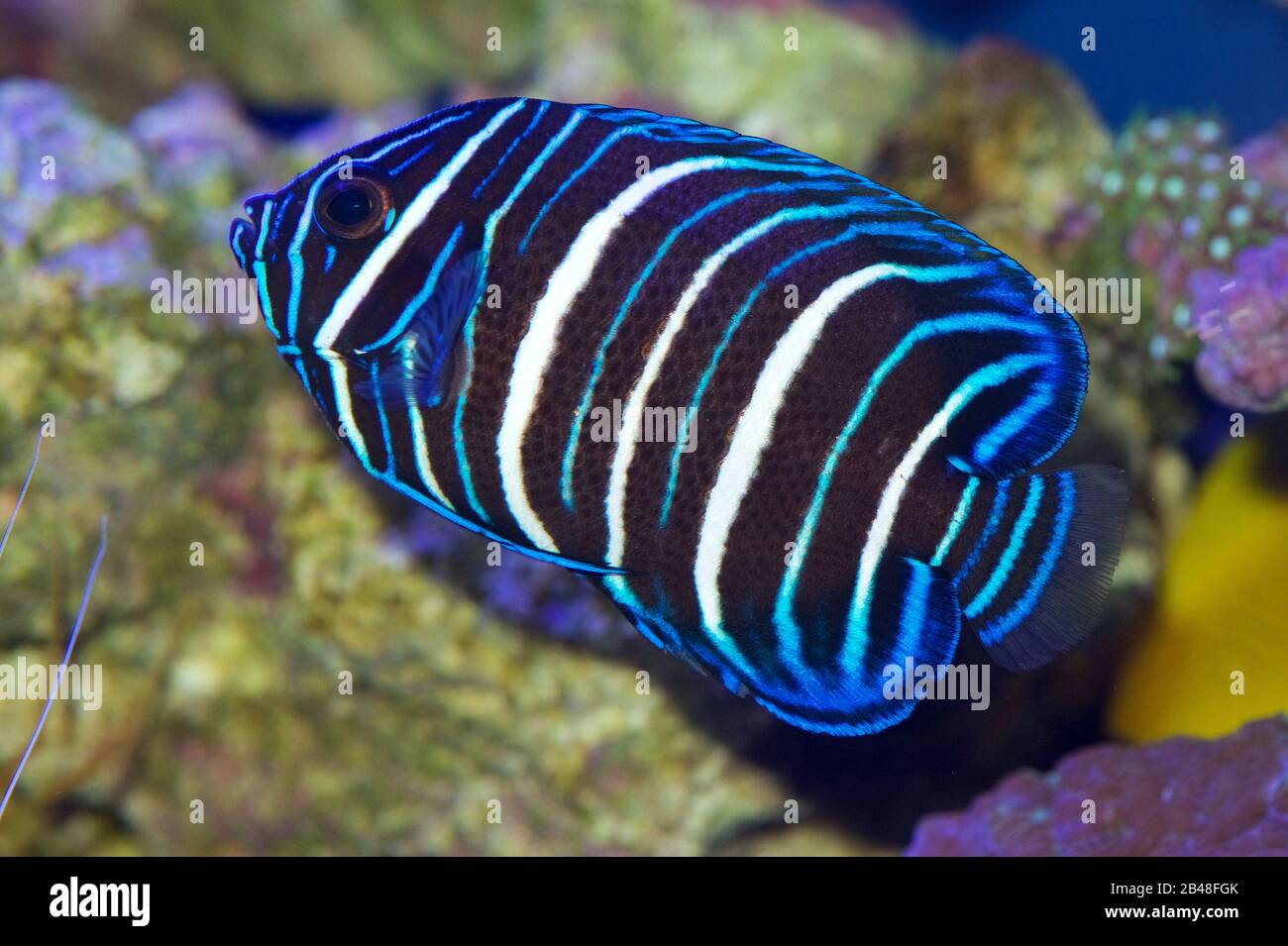 Zebra Angelfish Saltwater
