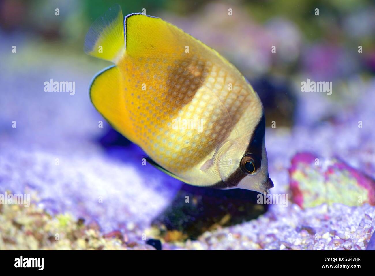 The Orange Butterflyfish, also known as the Sunburst, Brown, Klein's ...