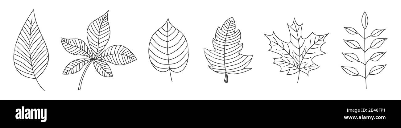 Set of drawn leaves in thin line style. Linear leaves icons. Outline ...