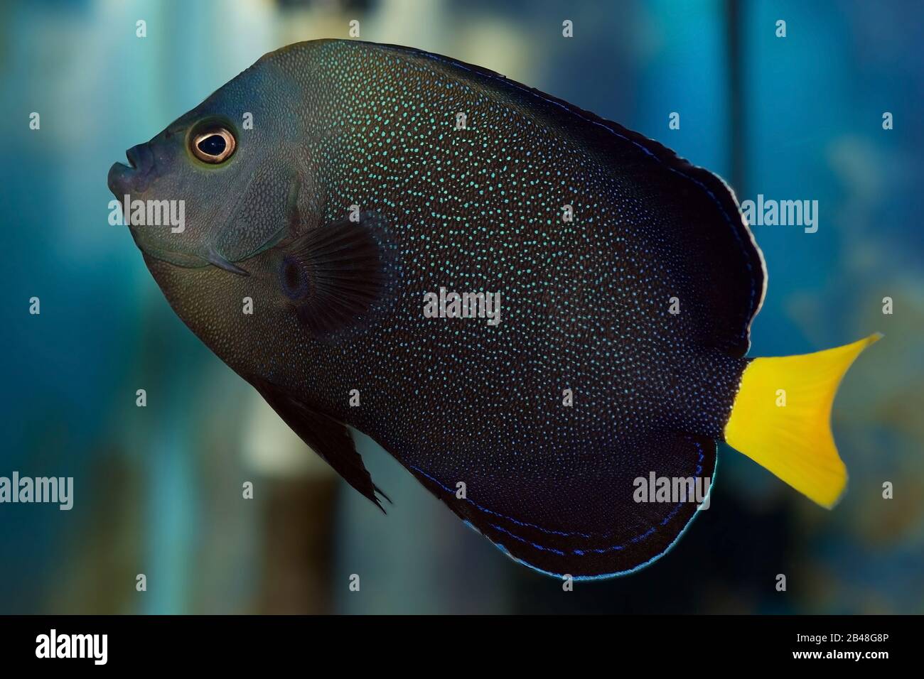 Chaetodontoplus caeruleopunctatus hi-res stock photography and images ...