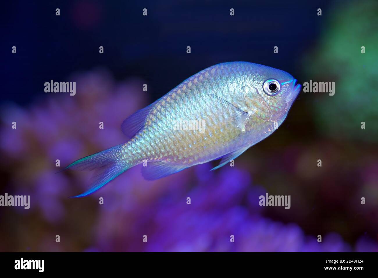 Aquarium fish Blue Green Chromis, Chromis viridis Stock Photo - Alamy