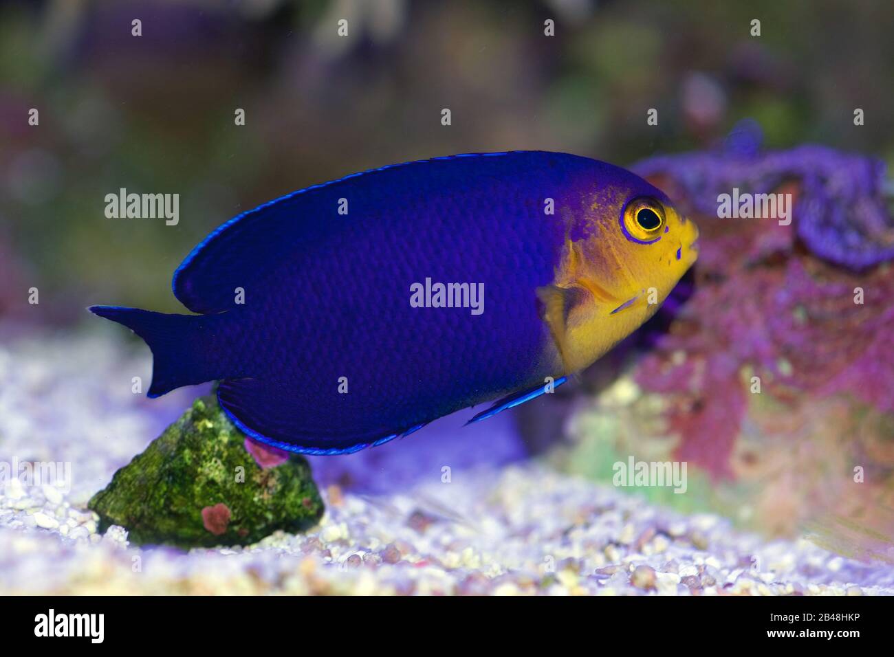 The Cherubfish or Pygmy Angelfish, Centropyge argi, a small saltwater ...