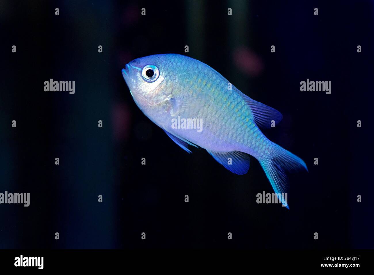 Blue green chromis hi-res stock photography and images - Alamy