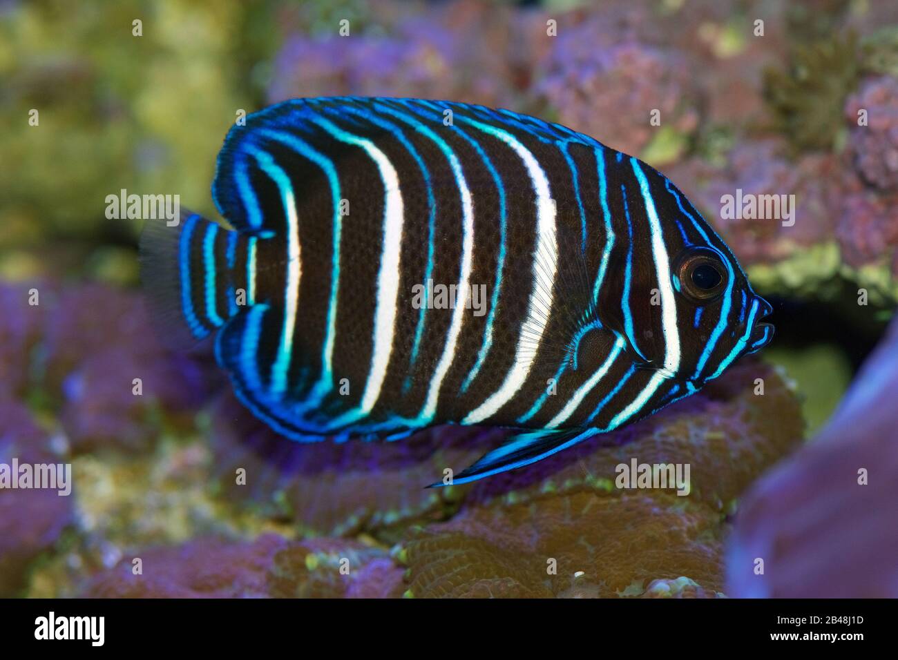 The saltwater Blue-faced Angelfish, Pomacanthus xanthometopon, in ...