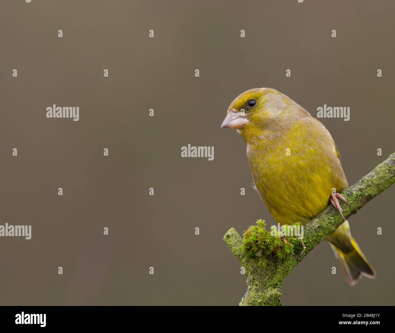 British Greenfinch Hi Res Stock Photography And Images Alamy