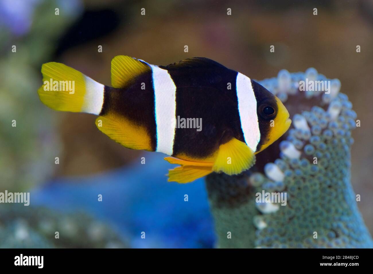 The Clark's Clownfish, Amphiprion clarkii, swimming close to a Haddon's ...
