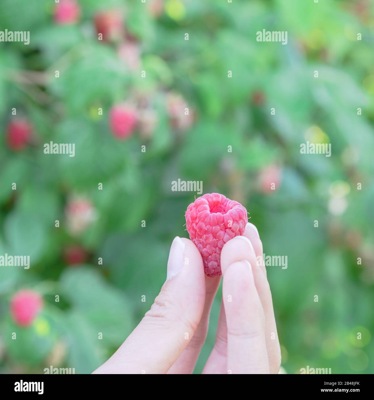 Ripen raspberry without stem on hand close up view blurred garden ...