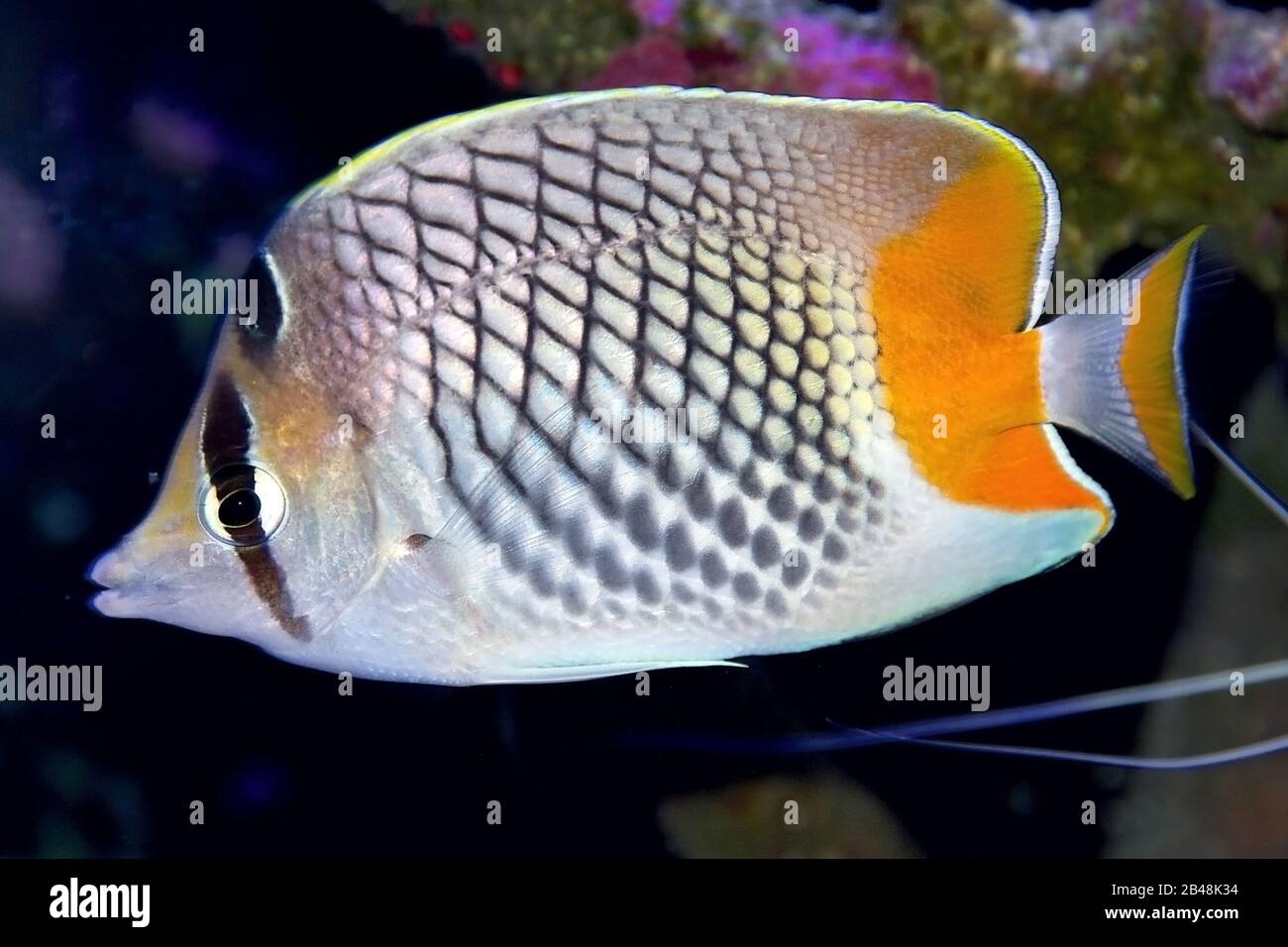 The Pearlscale Butterflyfish, Chaetodon xanthurus, also known as ...