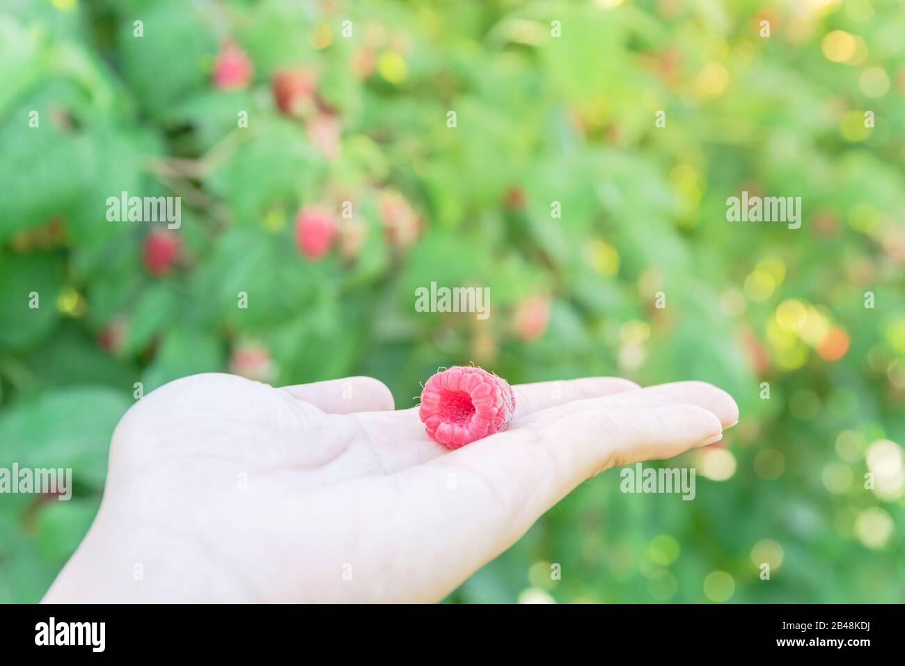 Organic fresh picked raspberry on hand close up view blurred garden ...
