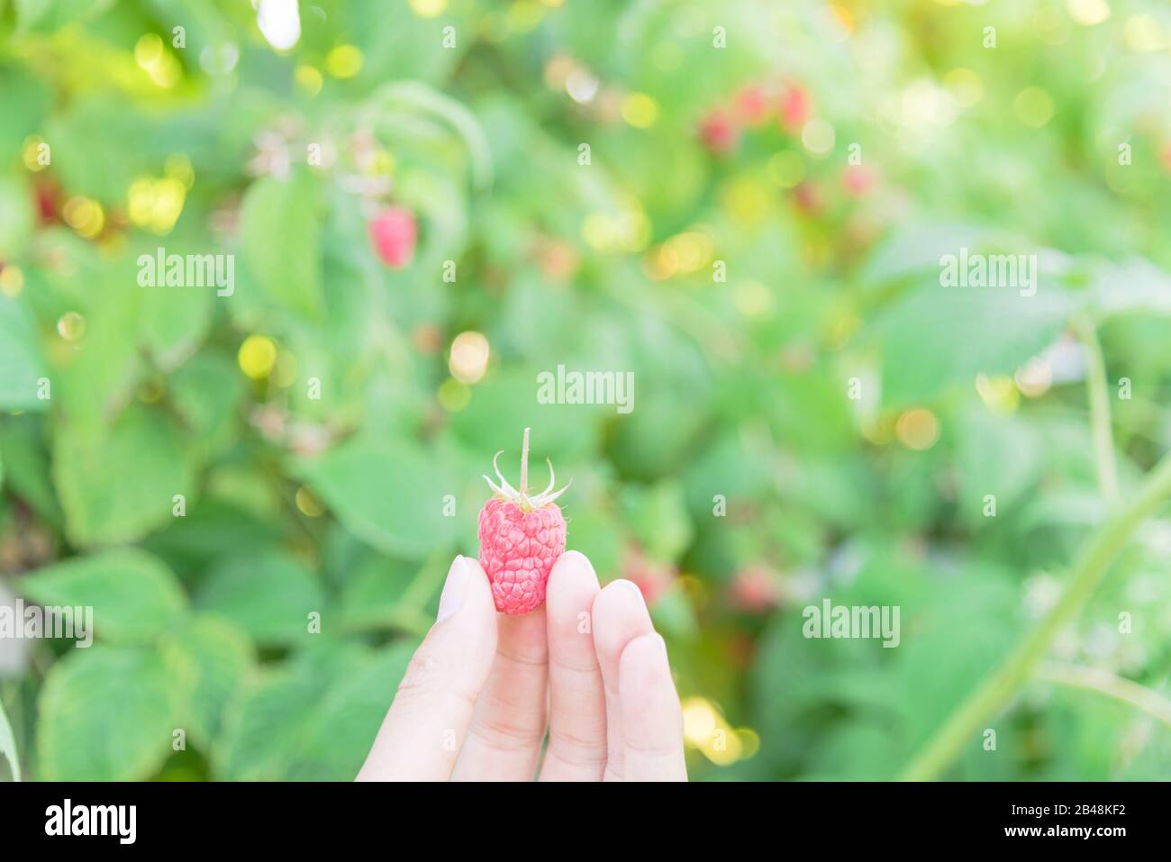 Male hand holding fresh picked raspberry with stem from garden in ...