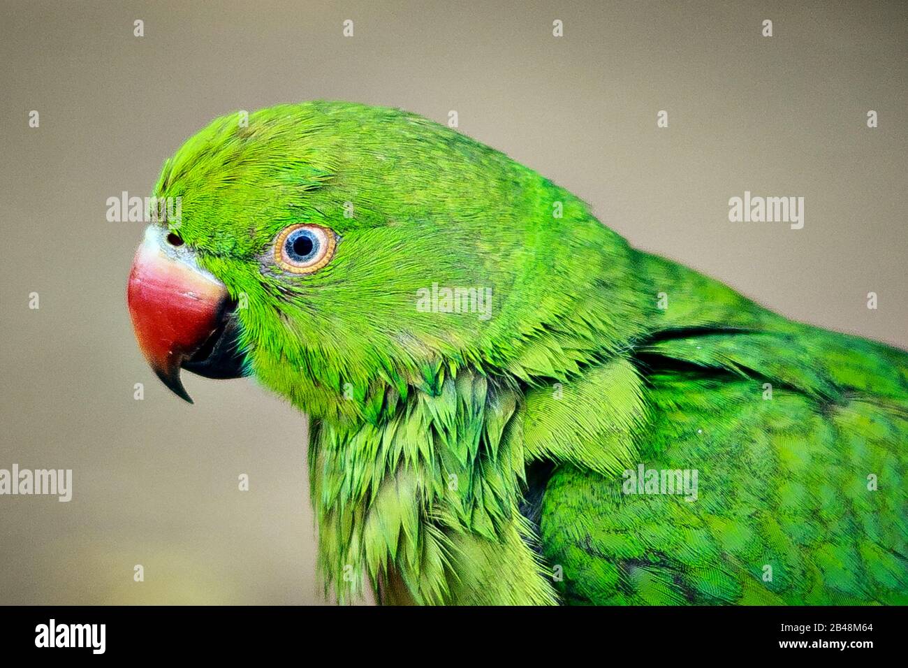 Mimicking birds hi-res stock photography and images - Alamy
