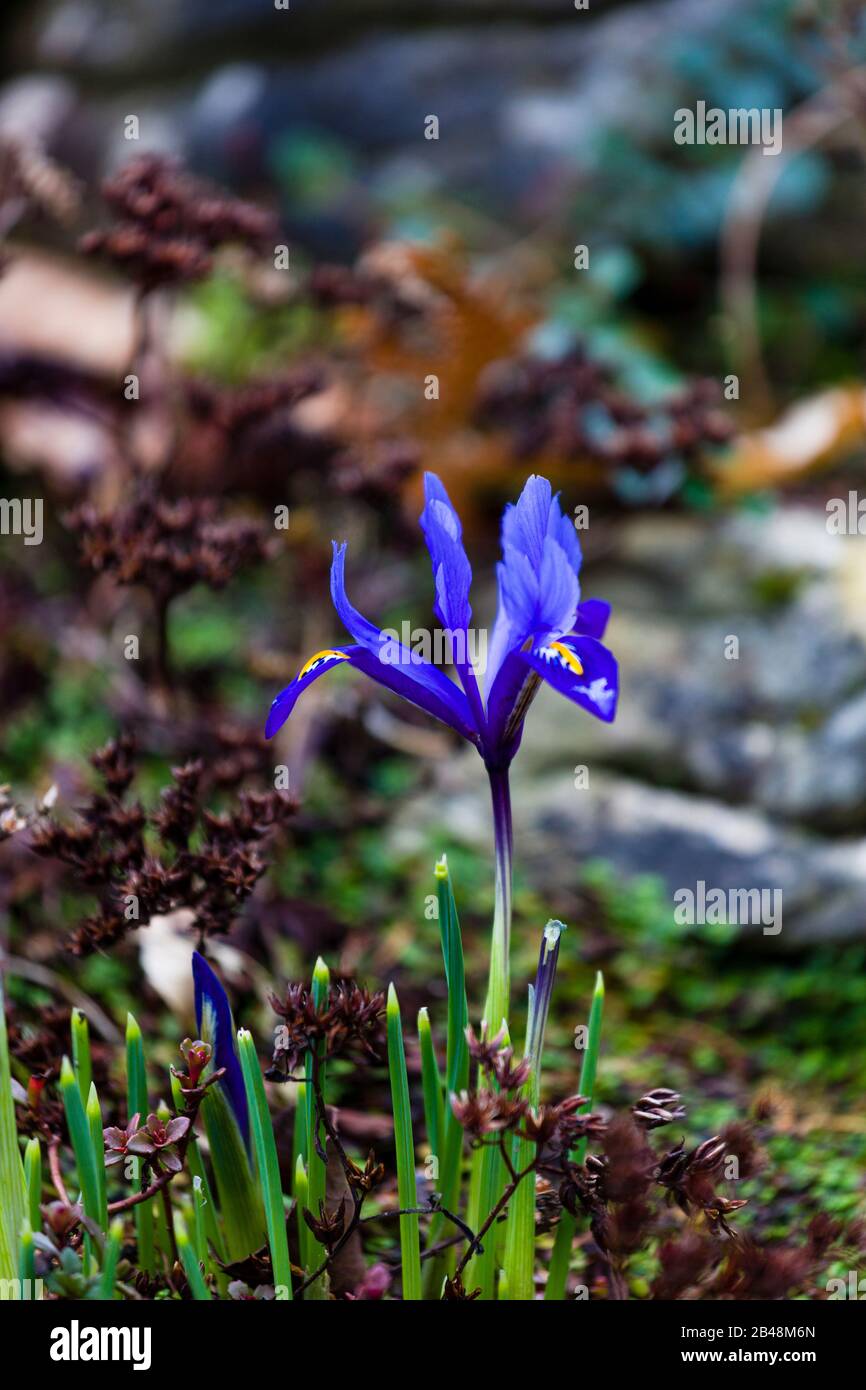 Side view of dwarf Iris reticulata flower planted on a rock garden ...