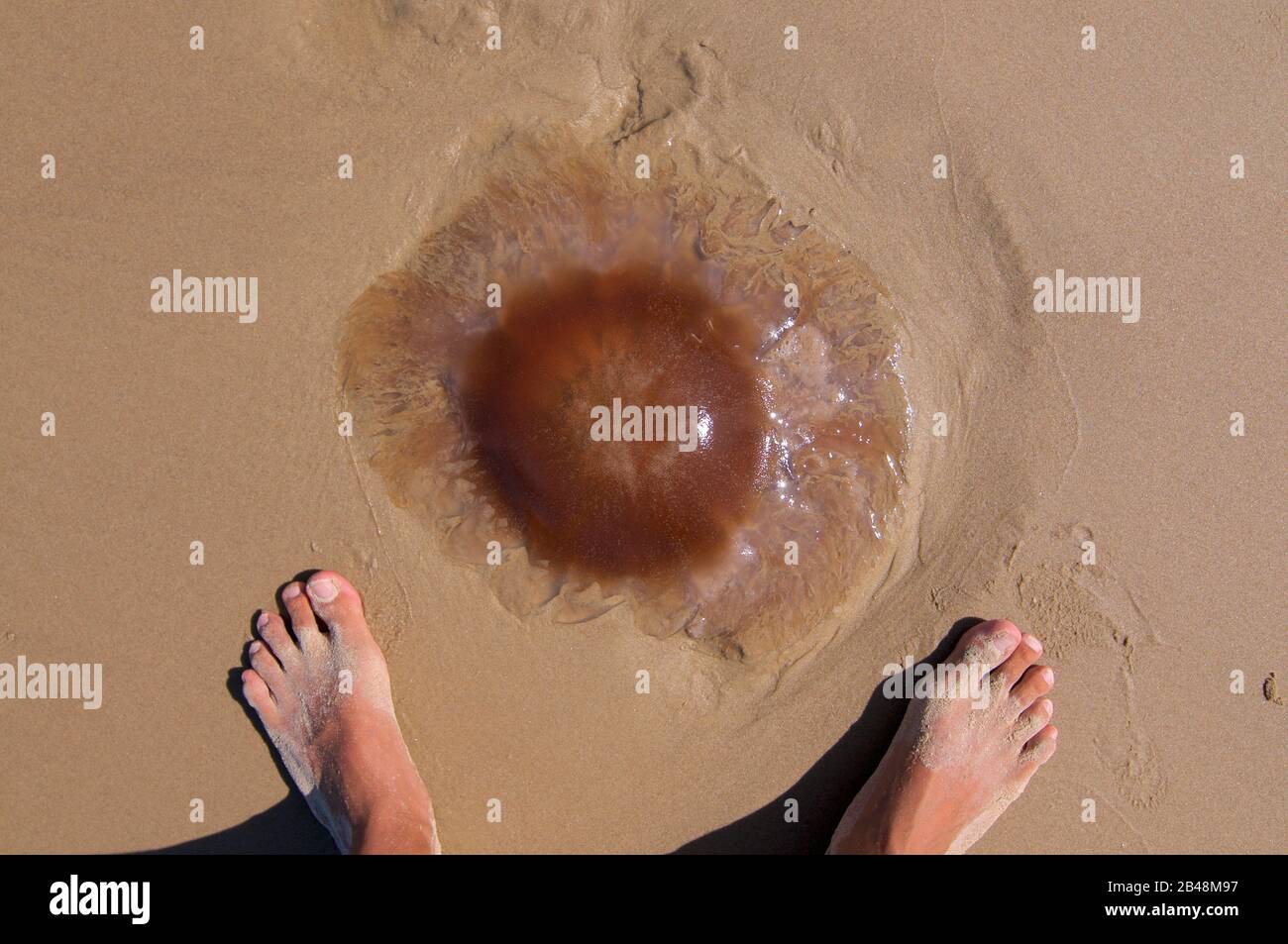 Australian men beach hi-res stock photography and images - Alamy