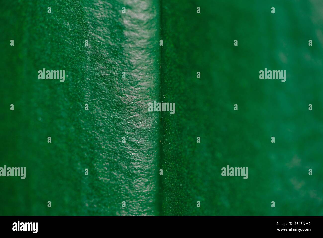 green leaf of a plant, close up nature background Stock Photo - Alamy