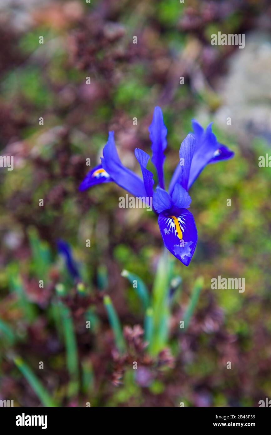 View from above of dwarf Iris reticulata flower planted on a rock ...