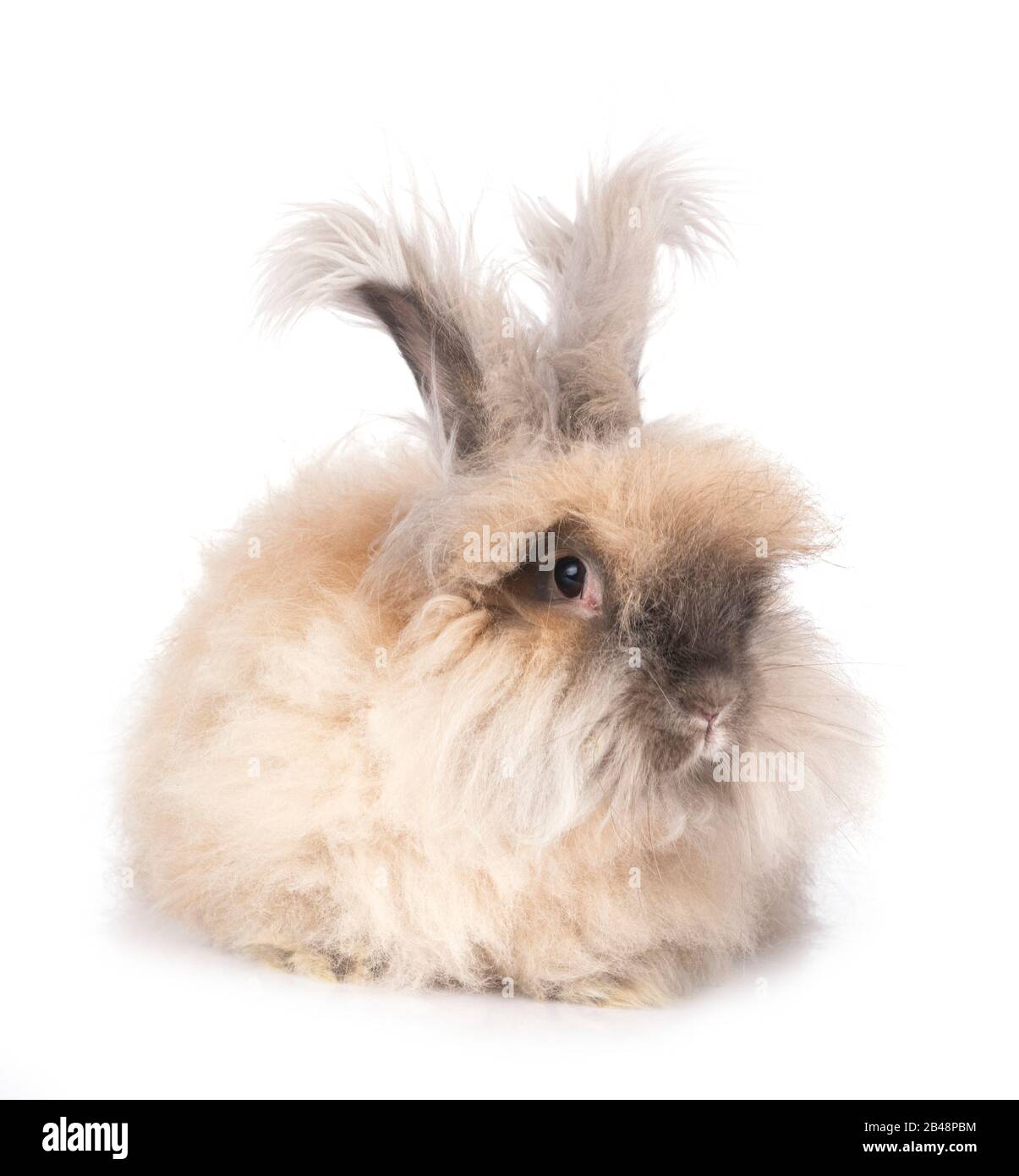 English Angora in front of white background Stock Photo - Alamy