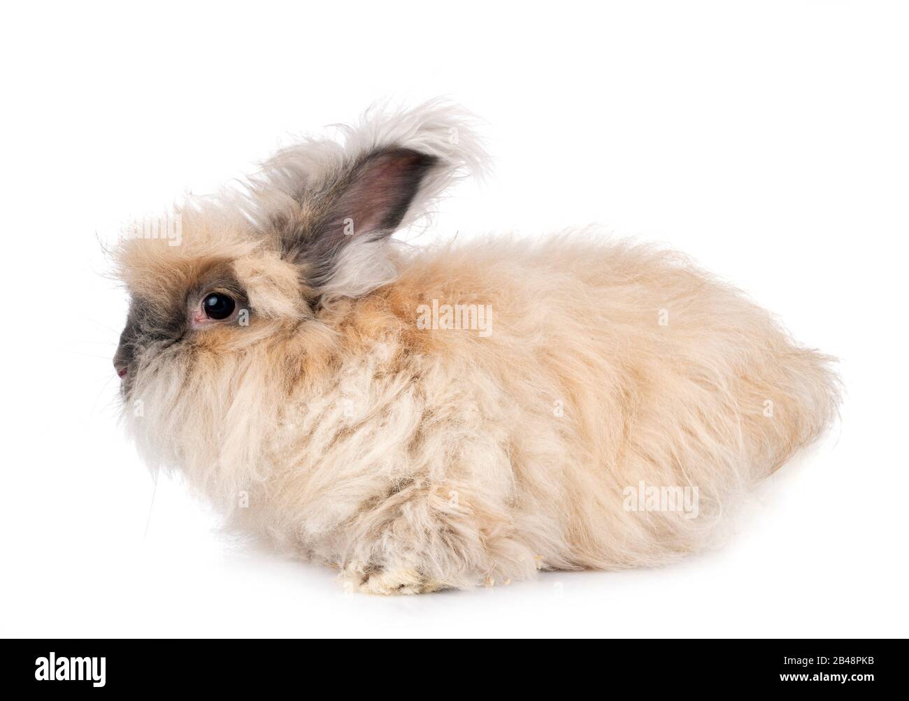 English Angora in front of white background Stock Photo - Alamy