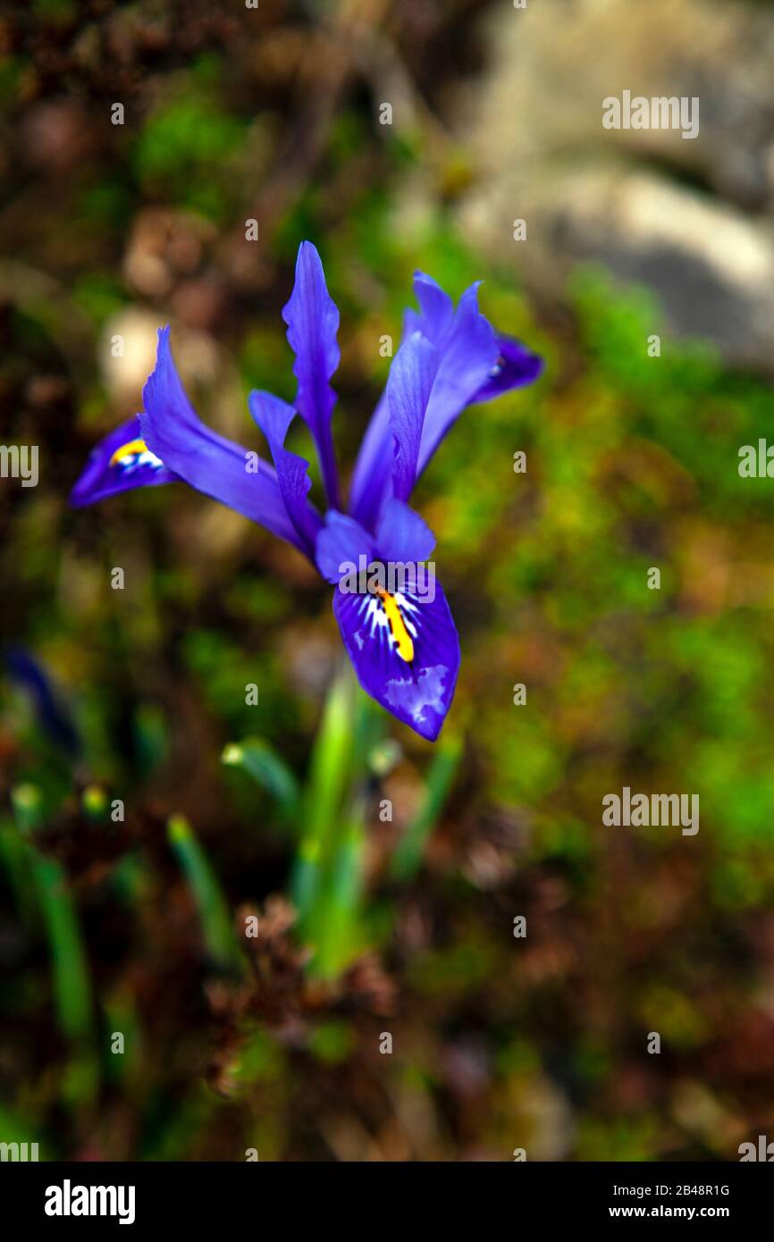 View from above of dwarf Iris reticulata flower planted on a rock ...