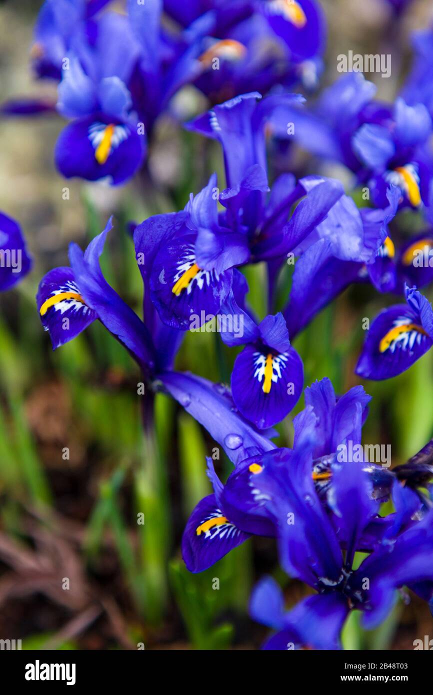 Close up of petals on dwarf Iris reticulata flowers planted on a rock ...