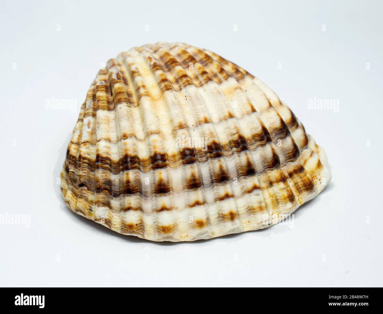 Rough brown shell of cockle isolated on white Stock Photo - Alamy
