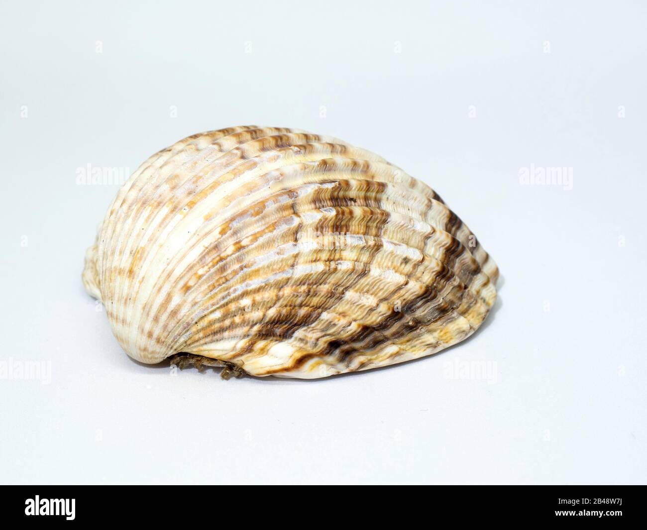 Corrugated shellfish shell. Half shell of cockle isolated on white ...