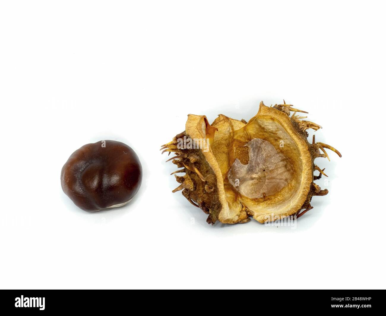 dry brown chestnut isolated on white background, spiky shell Stock ...