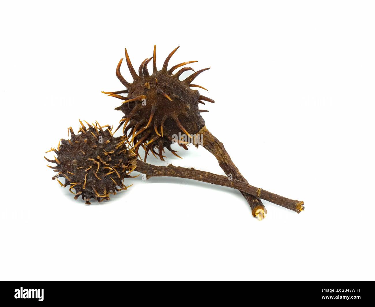 Shiny brown nut shells hi-res stock photography and images - Alamy