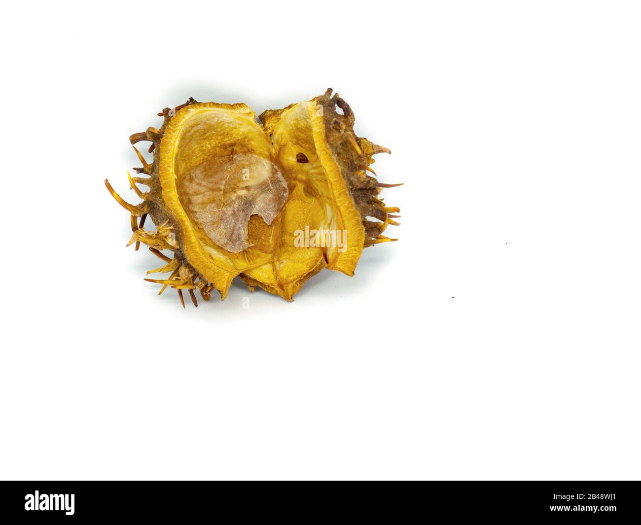 Dry open chestnut shells on white. Open broken chectnut cover Stock ...