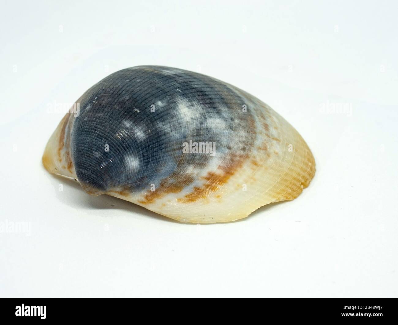 Blue green brown shell of clam isolated on white background Stock Photo ...