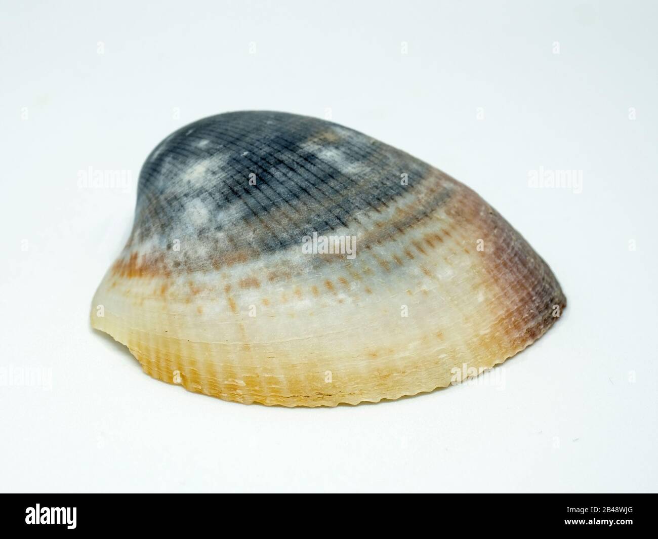 Hard Clam High Resolution Stock Photography and Images - Alamy