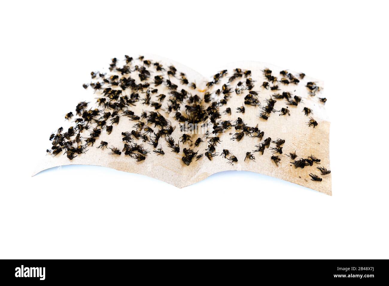 Pile of housefly trapped on sticky paper tape isolated on white Stock ...