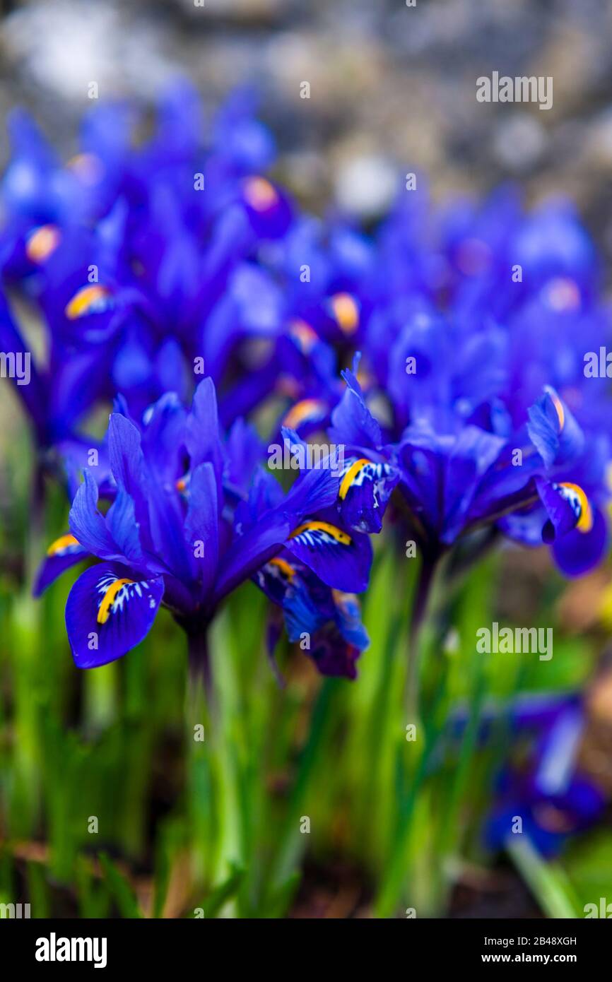 Cluster of dwarf Iris reticulata flowers planted on a rock garden Stock ...
