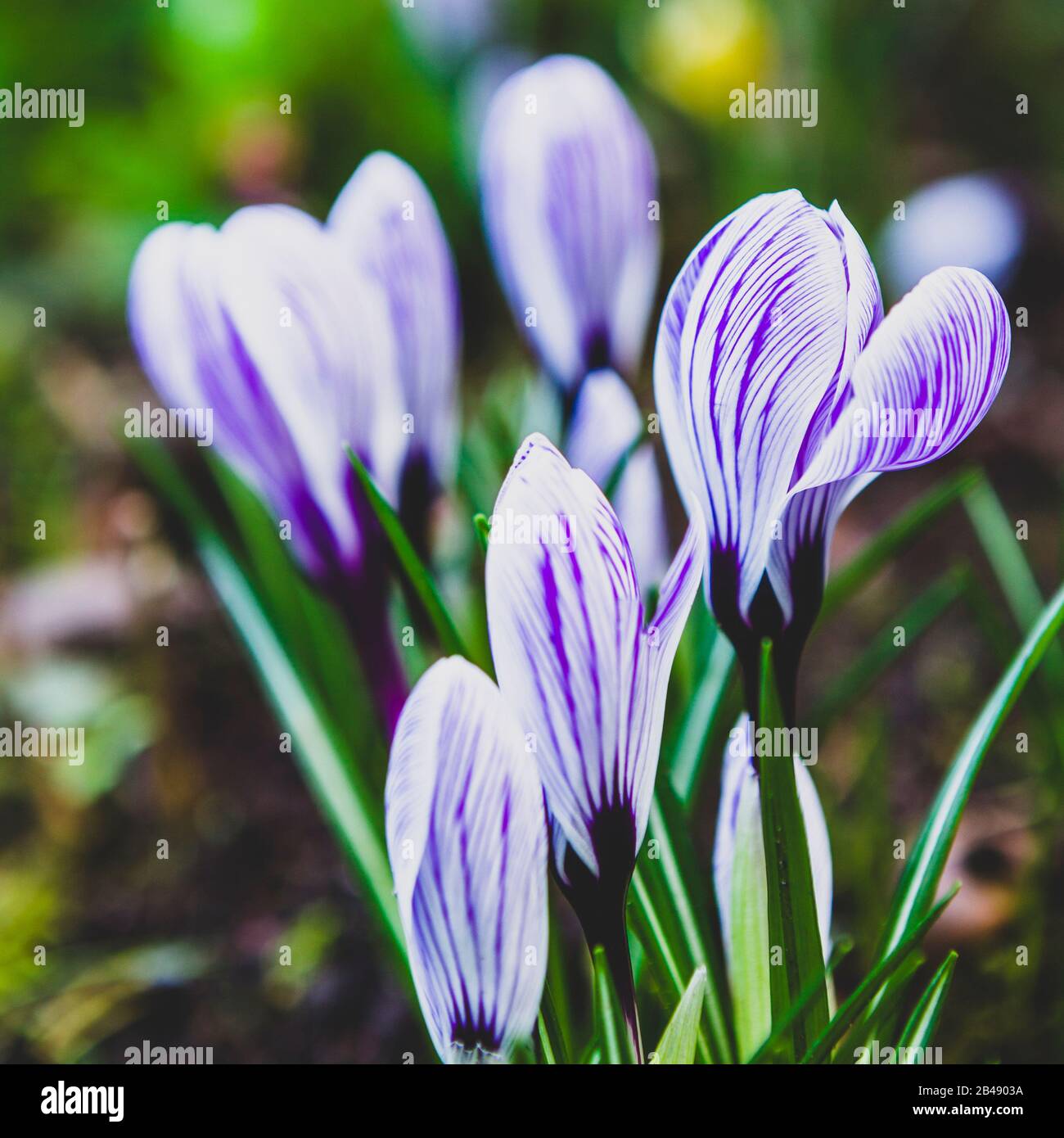 Purple and white striped flower hi-res stock photography and images - Alamy