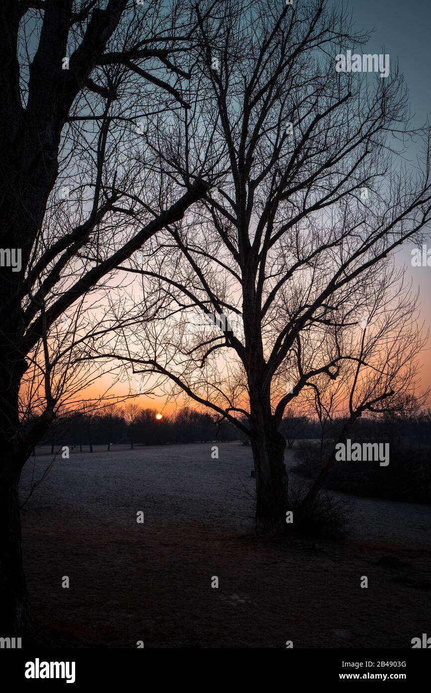 tree in beautiful sunrise Stock Photo - Alamy