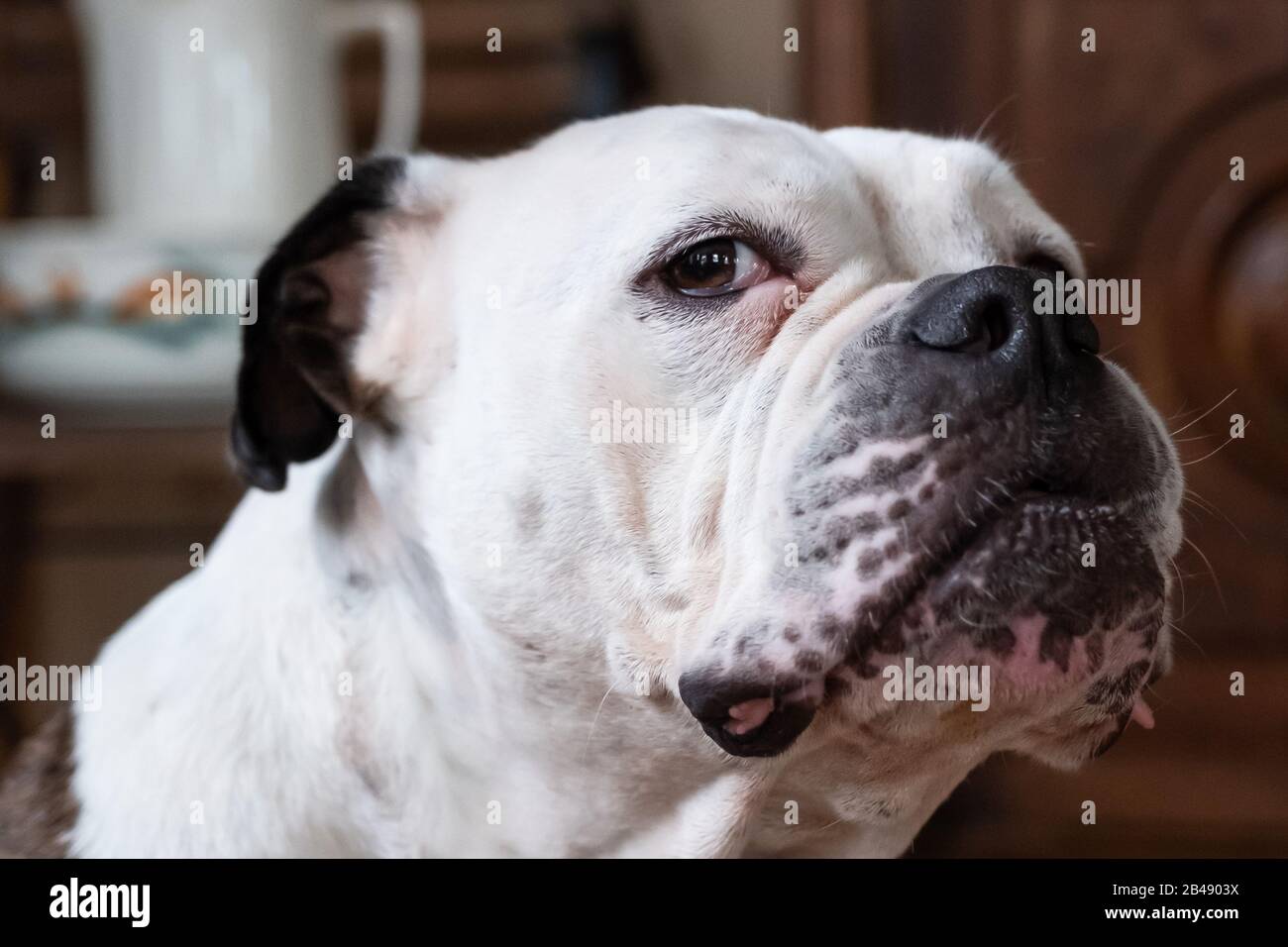 Bulldog looking straight at camera hi-res stock photography and images ...
