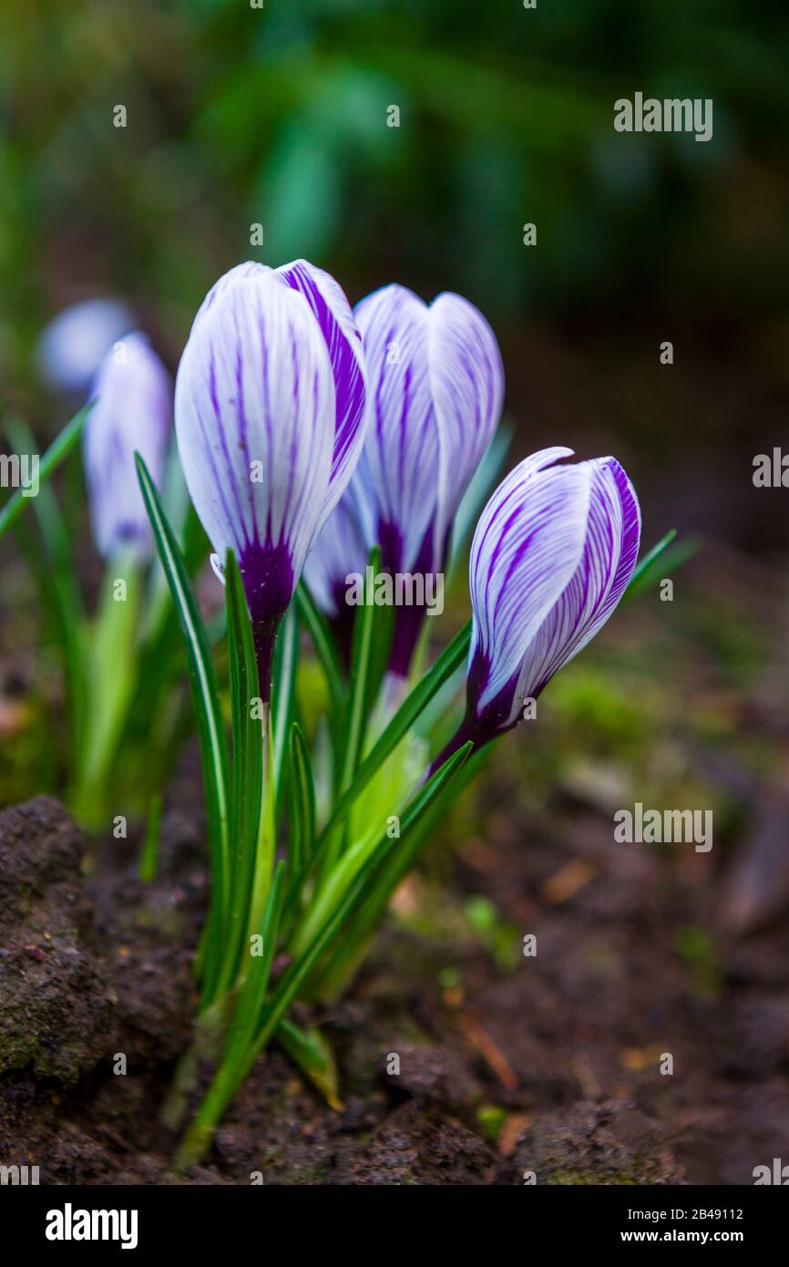 Cluster blooming crocus flowers hi-res stock photography and images - Alamy