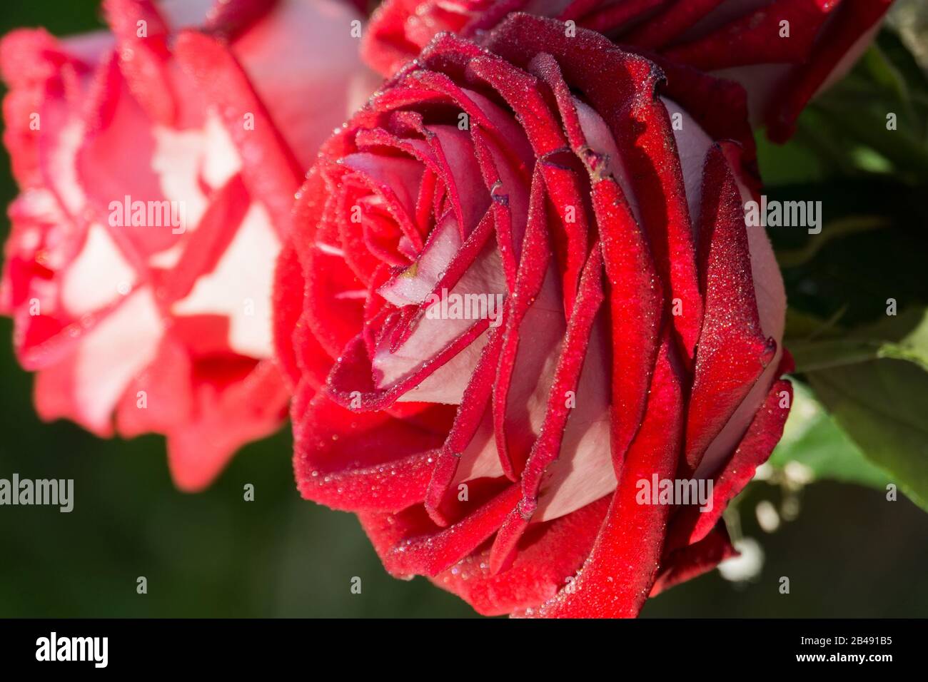 Decorative bouquet of bright red roses, anniversary background Stock ...
