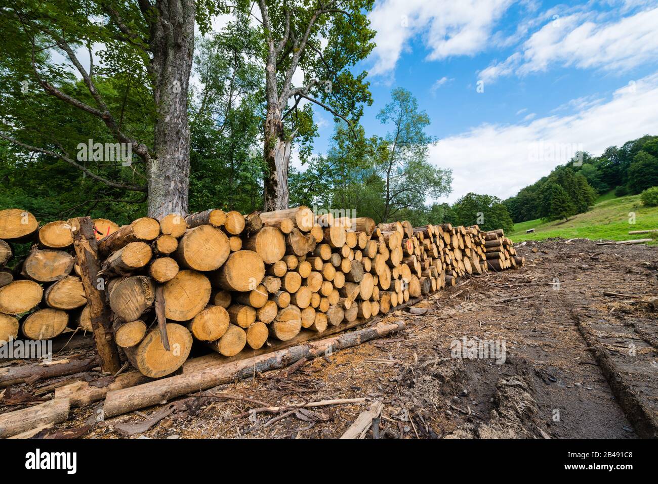 wood logs in piles on the edge of the forest in the White Water Reserve ...