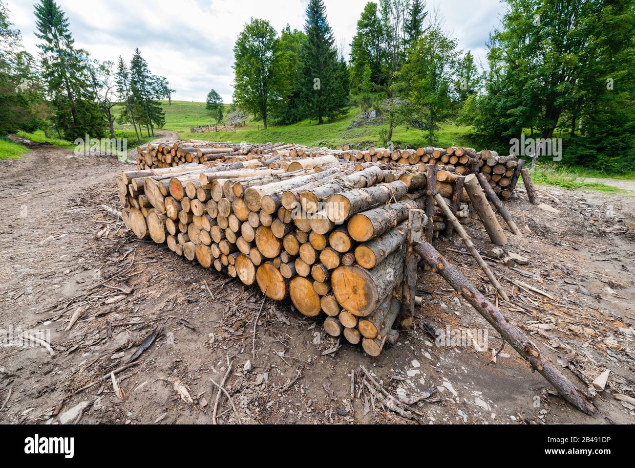 Log wood piles in industrial hi-res stock photography and images - Alamy