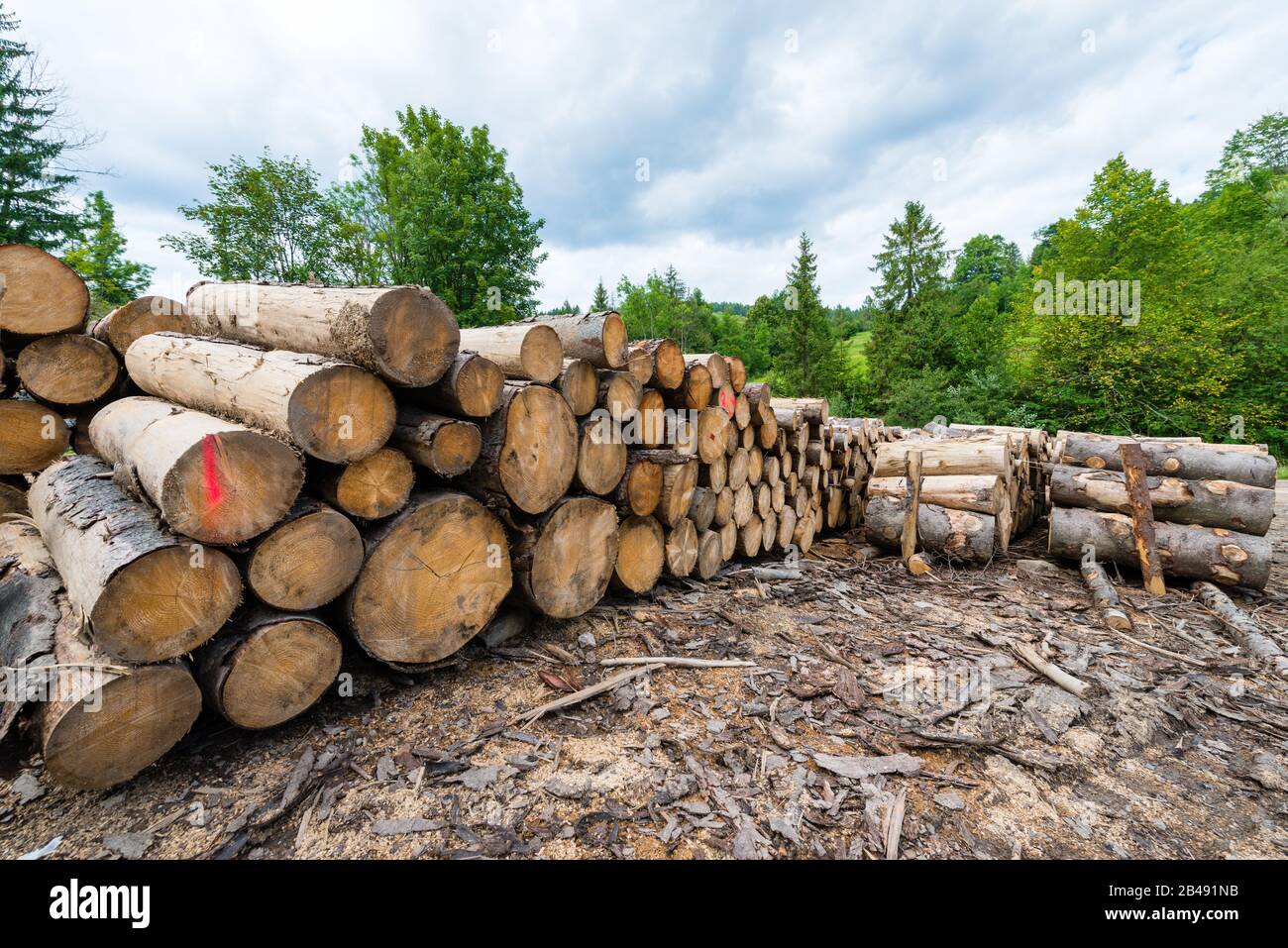wood logs in piles on the edge of the forest in the White Water Reserve ...