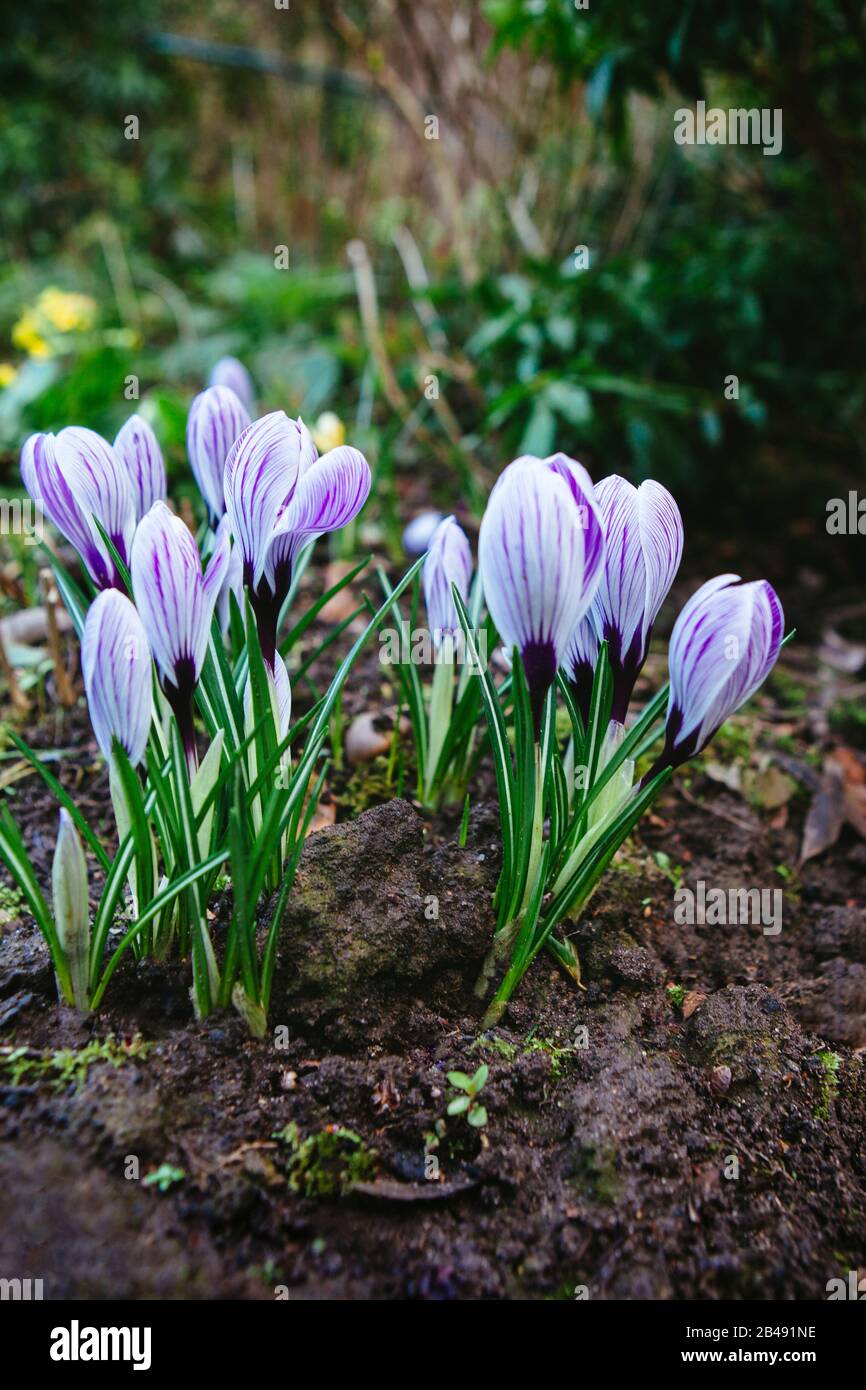 Purple white striped crocus hi-res stock photography and images - Alamy