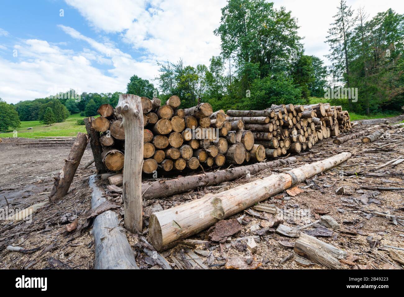wood logs in piles on the edge of the forest in the White Water Reserve ...