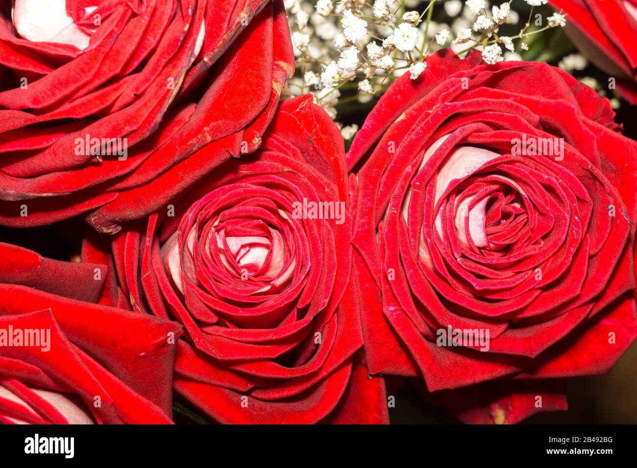 Decorative bouquet of bright red roses, anniversary background Stock ...
