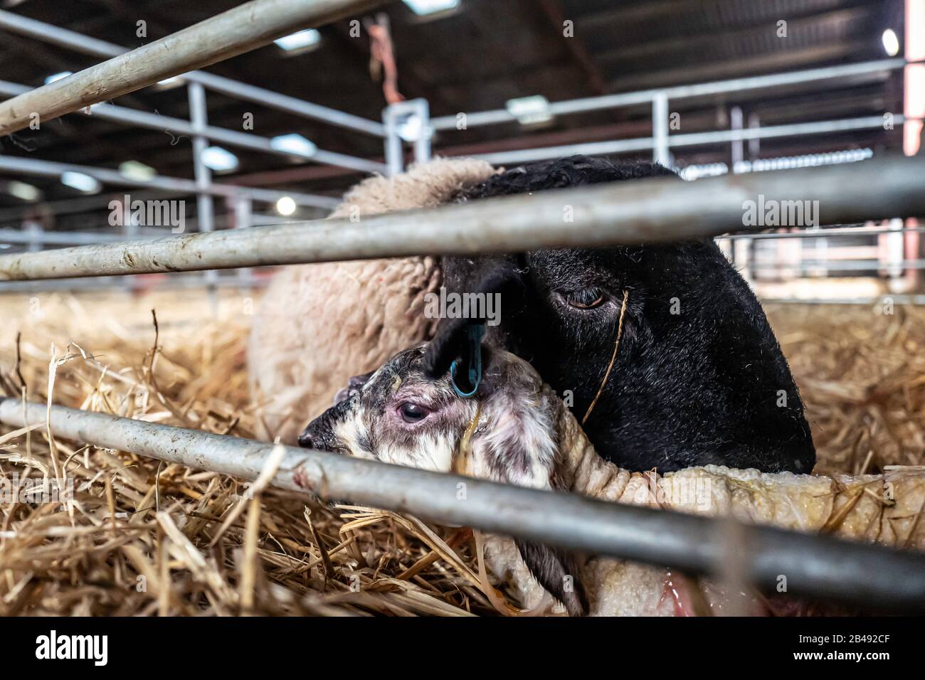 Suffolk Cross Sheep High Resolution Stock Photography and Images - Alamy