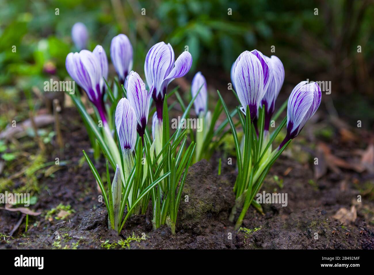 Purple and white striped flower hi-res stock photography and images - Alamy