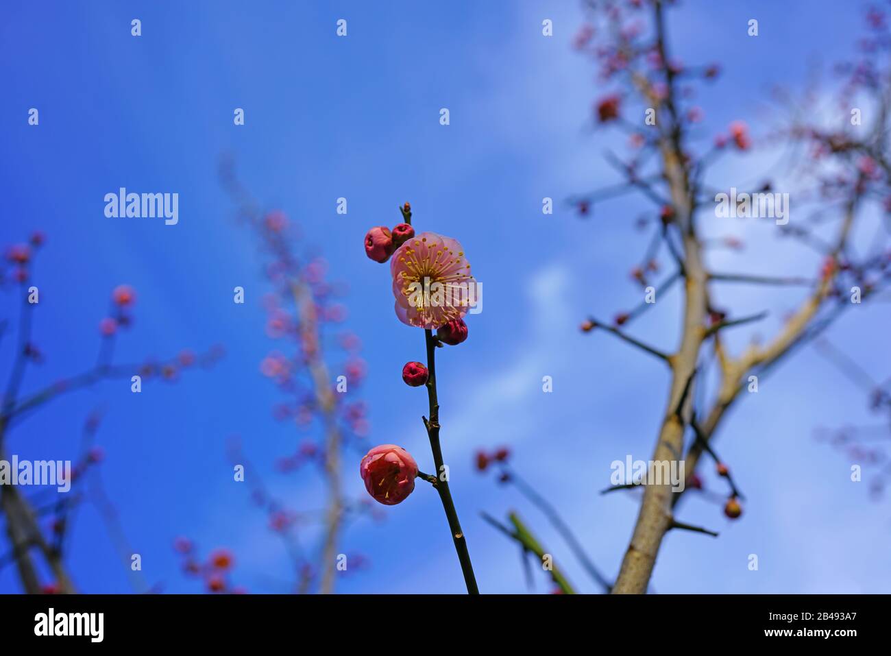 Pink flower blooms of the Japanese ume apricot tree, prunus mume Stock ...